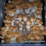PF Classic Professor Fanaticus Spores