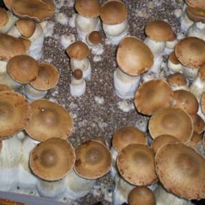Sporestore.com Mushroom Spores