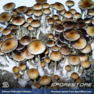 Z-Strain Spores