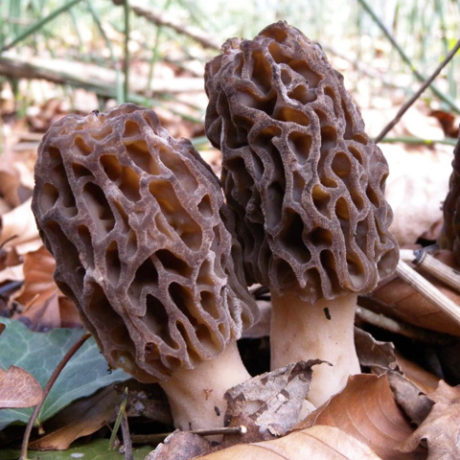 Black Morel Spores (Morchella Importuna)